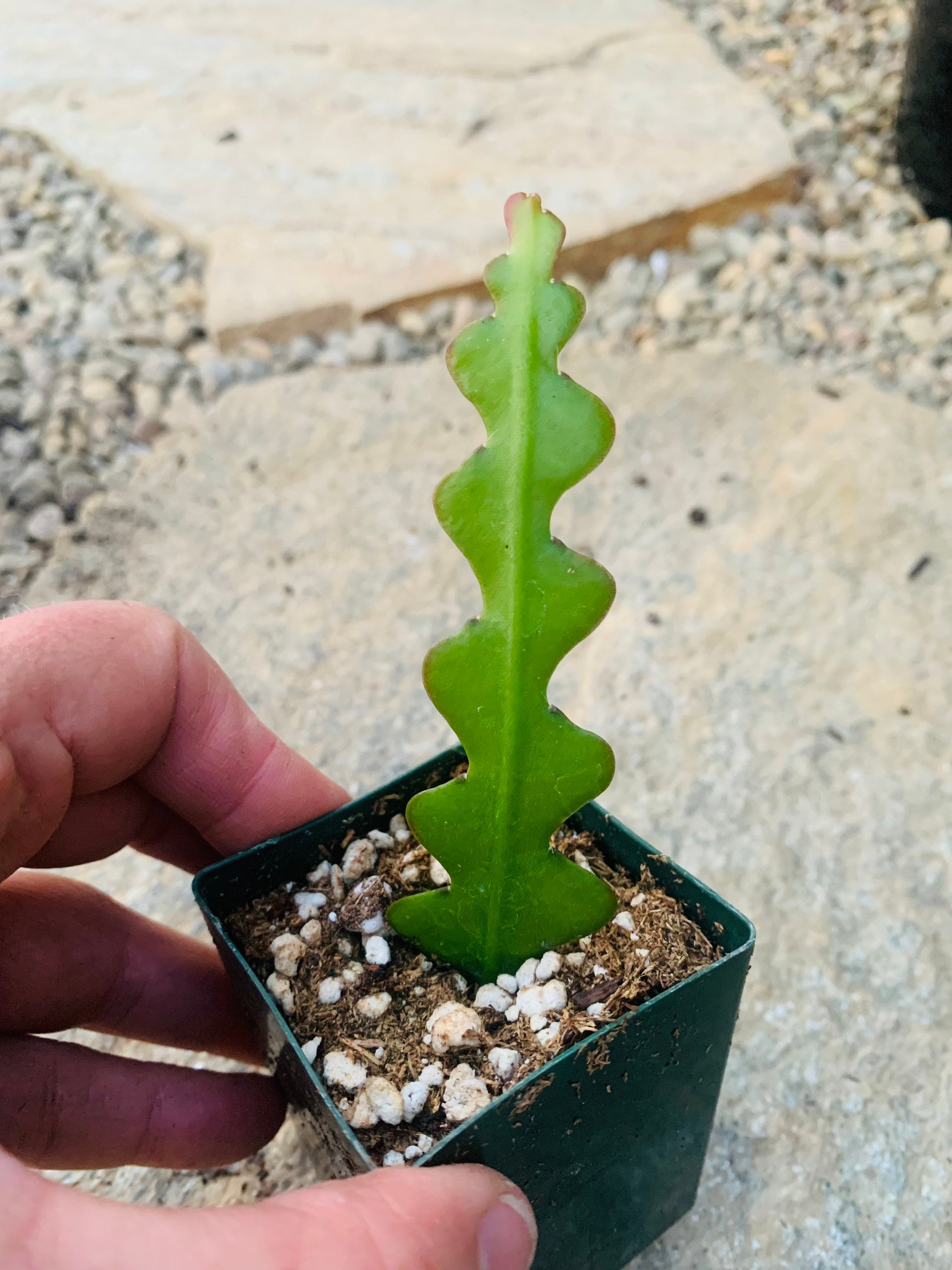 2” Zig Zag Epiphyllum, Fishbone Cactus, Anguliger Ric Rac, Rare ...