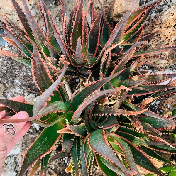Aloe Hybrid - Etsy