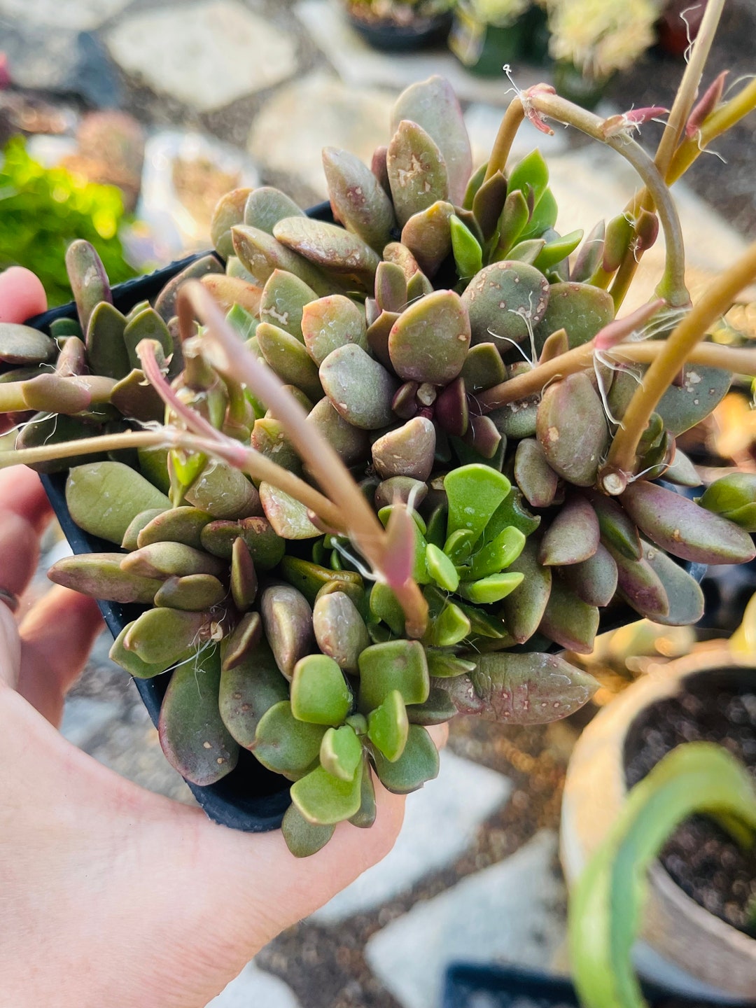 Anacampseros Rufescens, Beautiful Sand Rose Succulent, 2 Sizes - Etsy