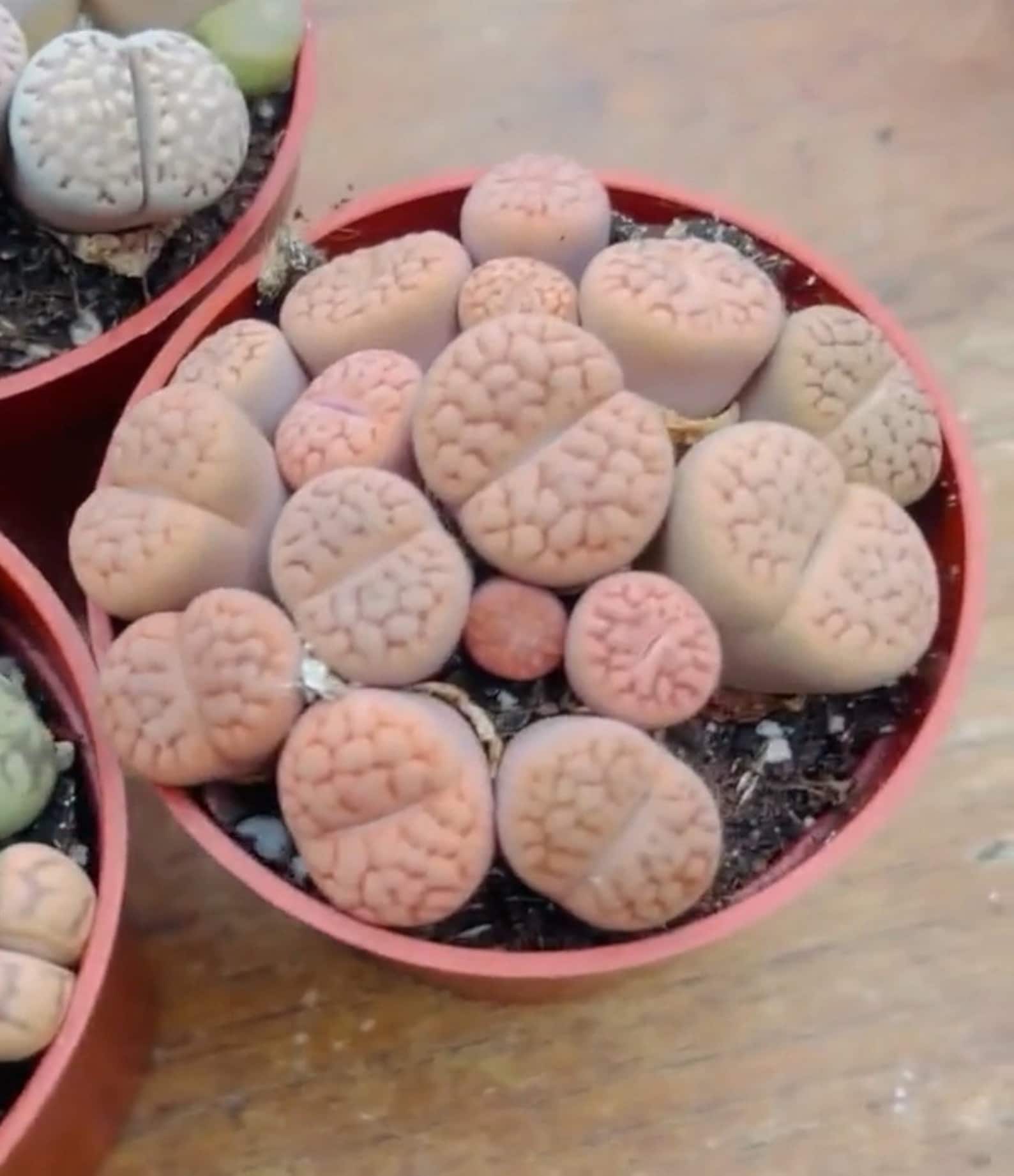 Beautiful, Quirky Lithops! Blooming Mesemb Succulents, Living Stones ...