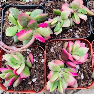 2” Anacampseros Sunrise, Pink Mesemb Succulents - Etsy