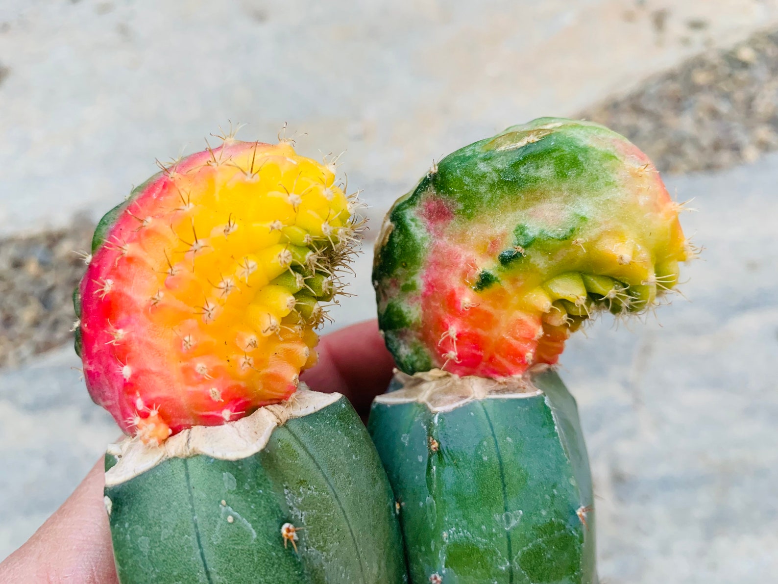 Hylocalycium Chimera Variegated Hylocereus Undatus - Etsy