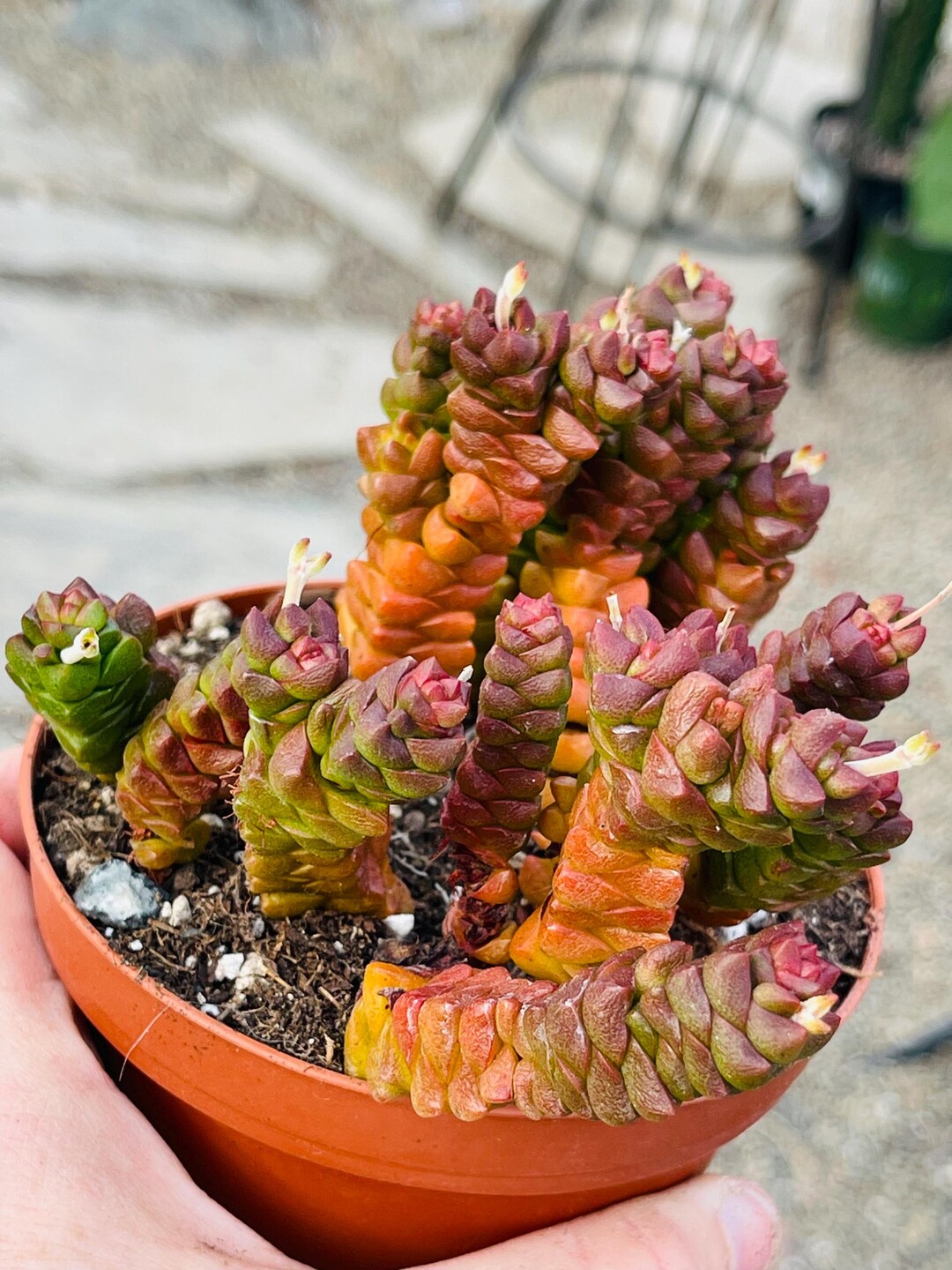 Crassula Merchandi, Adorable and Rare Stacked Succulents, 3 Sizes - Etsy