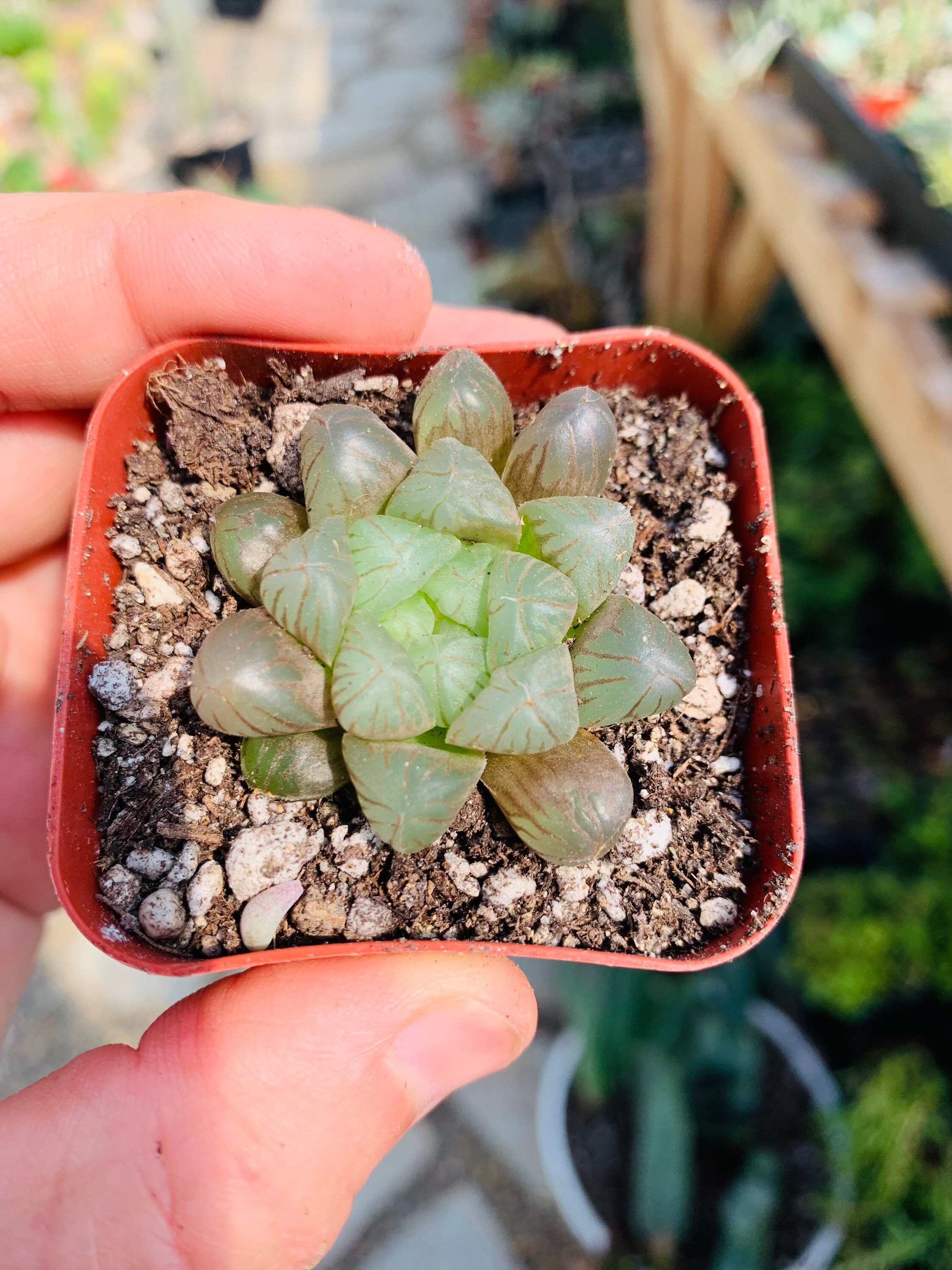 2 Pink Haworthia Cooperi Rare Alien Eggs Succulents - Etsy
