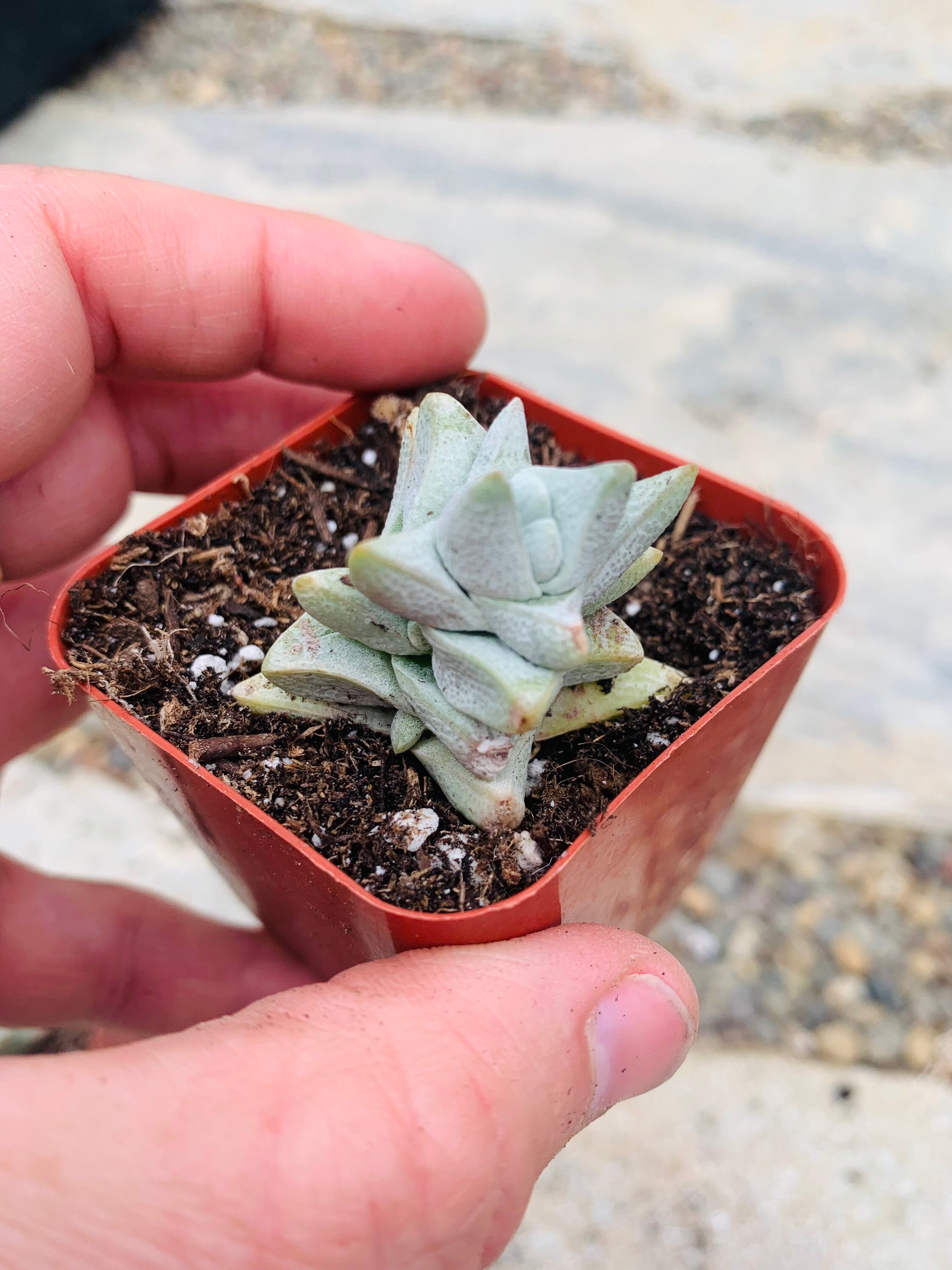 2 Crassula Cornuta White Stacked Succulent Rare Hybrid - Etsy