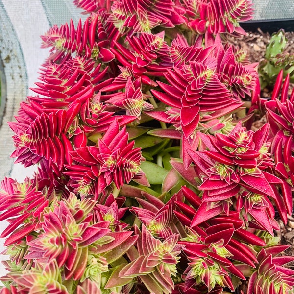 Red Pagoda Crassula - Etsy