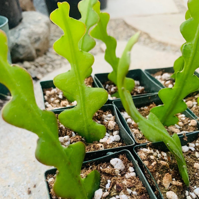 Fishbone Cactus Plant - Etsy