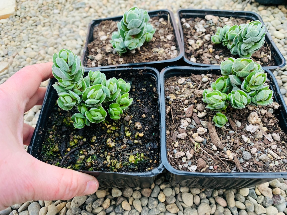 5 Crassula Pangolin Rare Stacked Succulent - Etsy