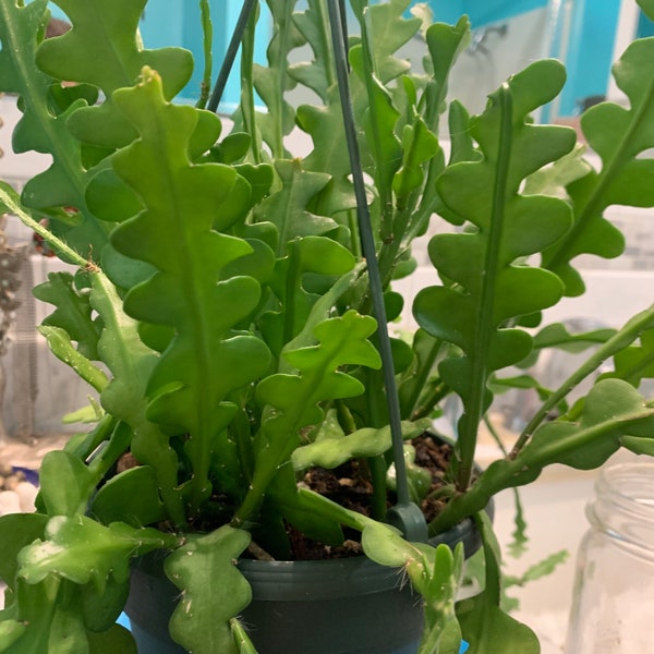 Ric Rac Cactus - Etsy