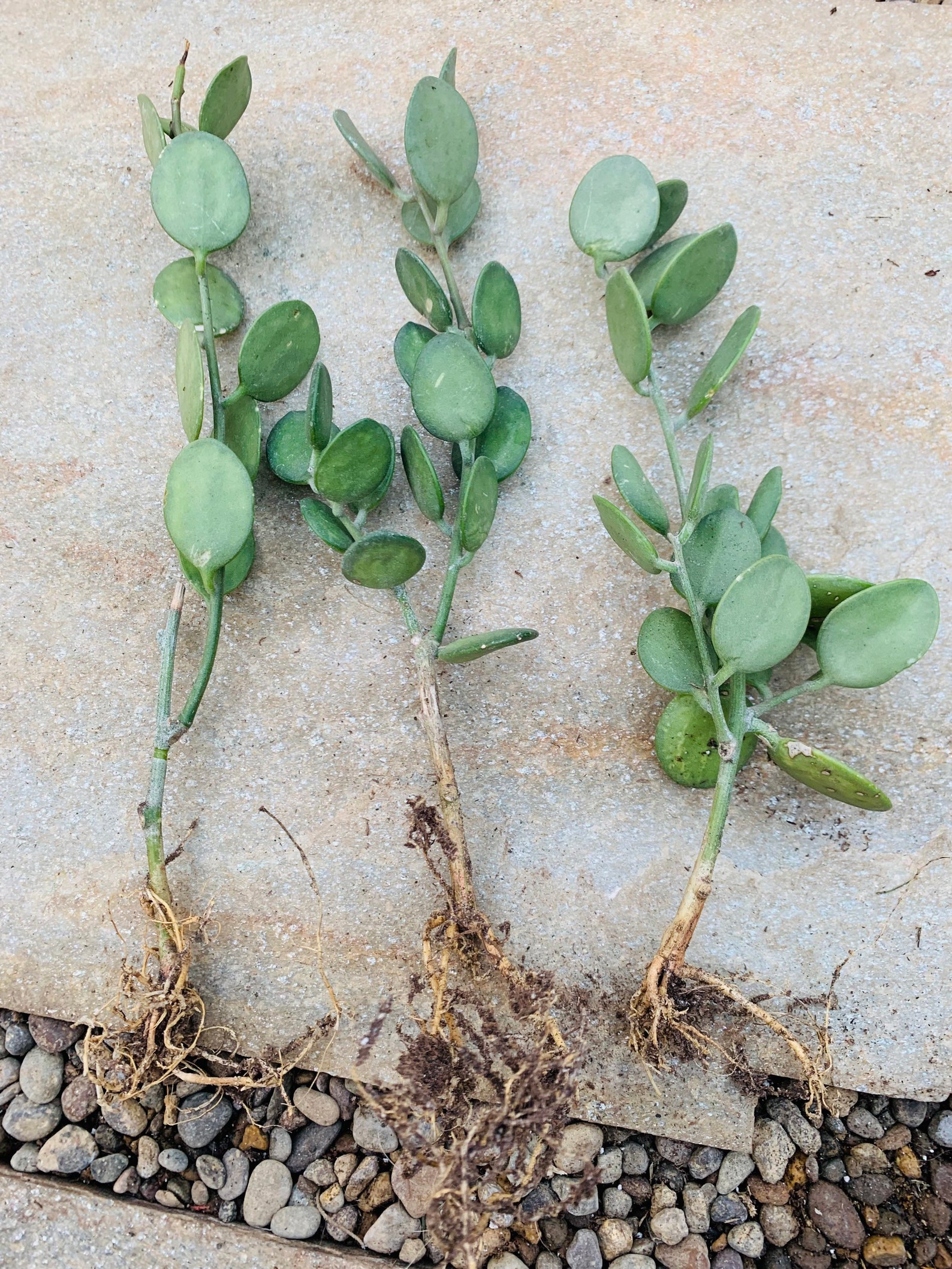 Xerosicyos Danguyi Fully Rooted String of Coins Silver | Etsy