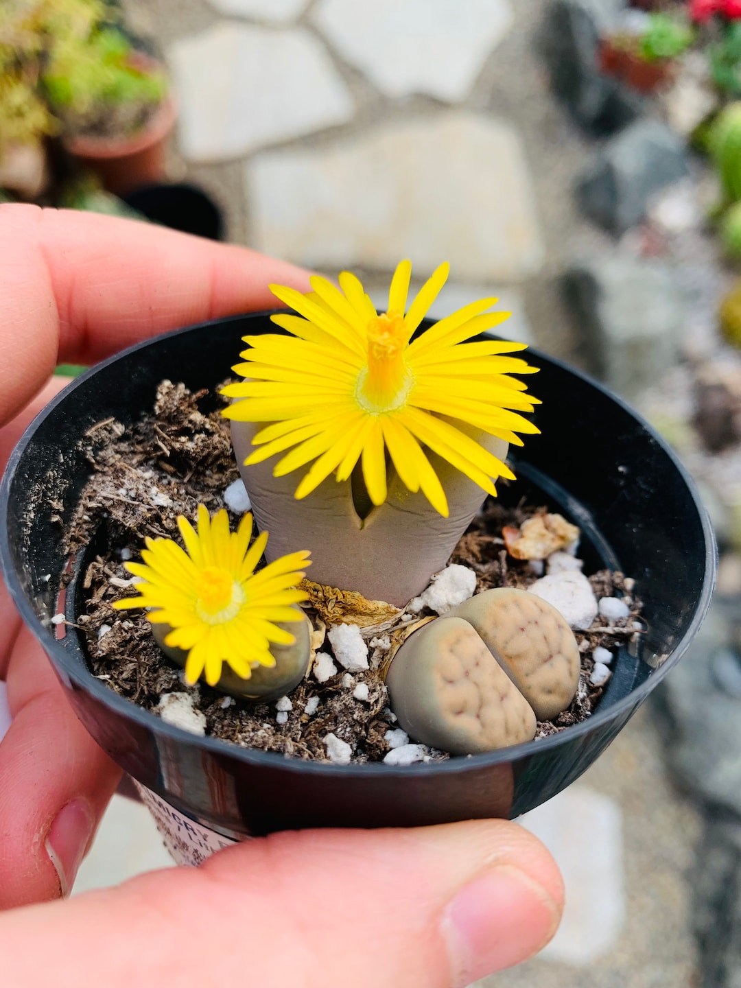 Beautiful, Quirky Lithops! Blooming Mesemb Succulents, Living Stones ...