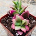 2 Anacampseros Sunrise, Pink Mesemb Succulents - Etsy