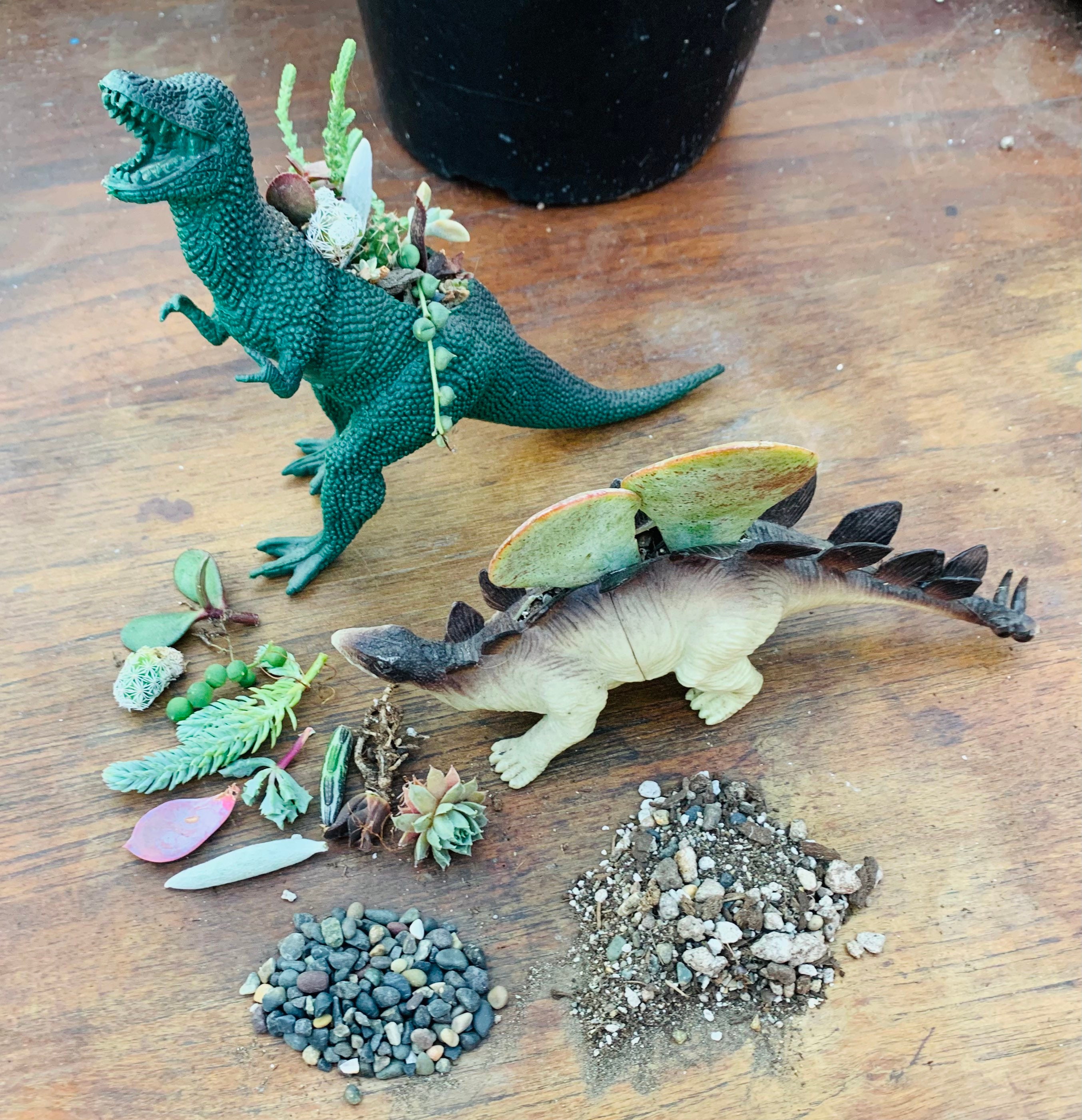 DIY Fun Succulent Dinosaur Kit - Etsy
