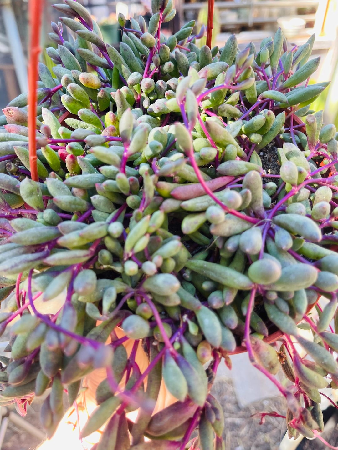 Ruby Necklace Othonna Capensis, String of Pickles, Beautiful Purple ...