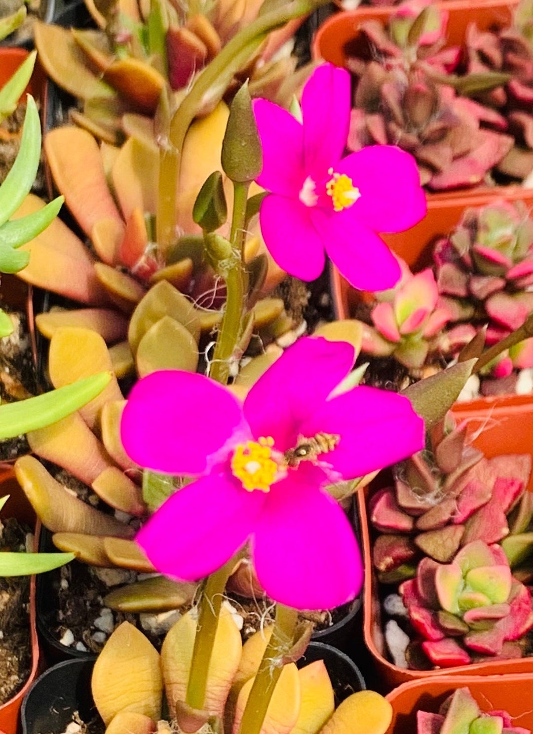 Anacampseros Rufescens, Beautiful Sand Rose Succulent, 2 Sizes - Etsy