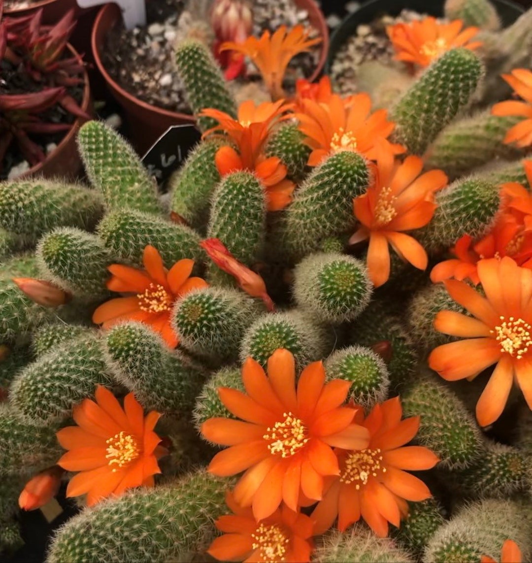 Rebutia Fabrisii Cactus Pups, One 2” or 3” Cutting Piece - Etsy
