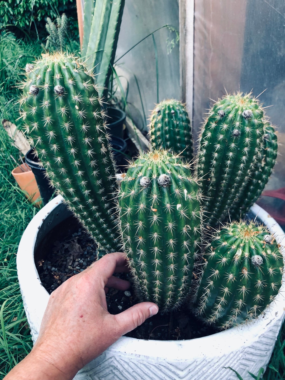 Large Echinopsis Golden Torch Cactus, Chunky Pups in Bud - Etsy