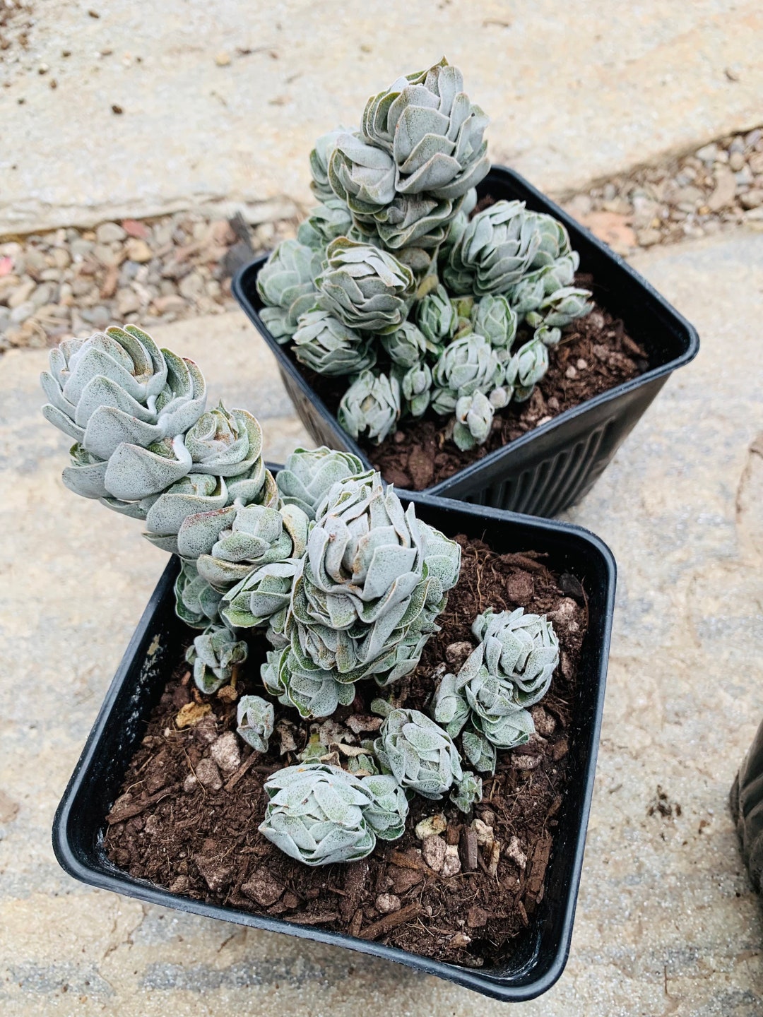 5” Crassula Pangolin, Rare Stacked Succulent - Etsy