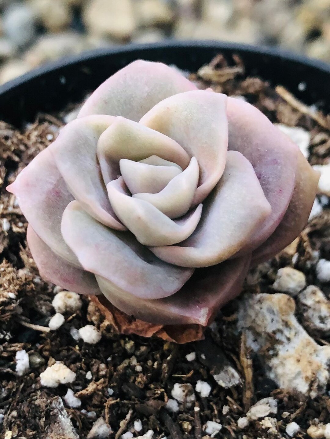 2 Graptoveria Lovely Rose Beautiful Korean Succulent - Etsy