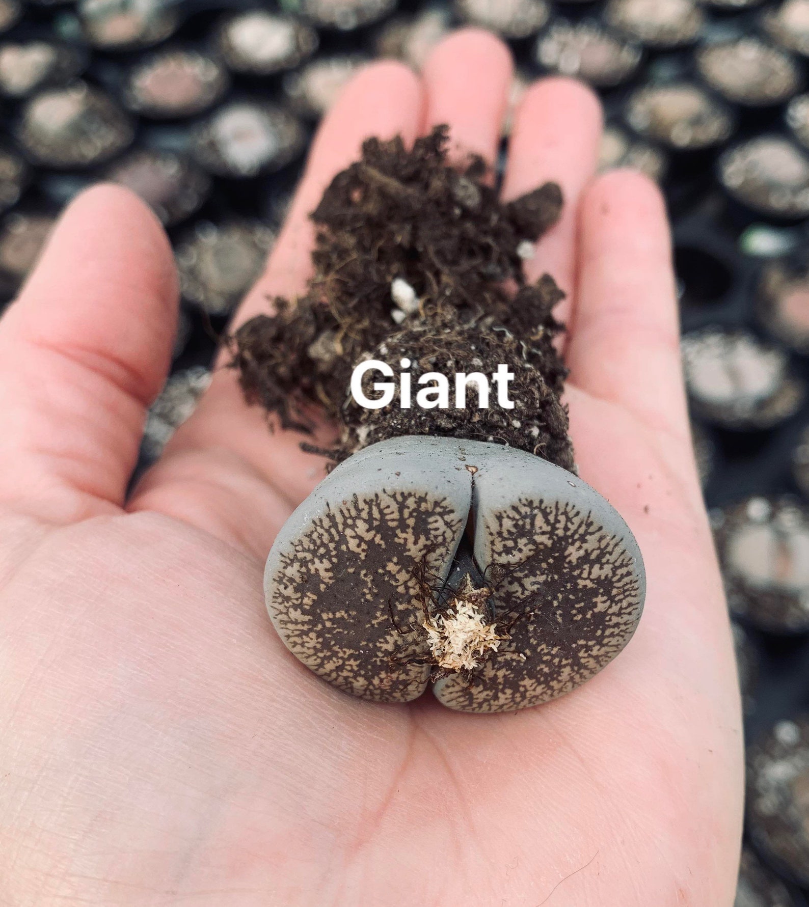 Beautiful, Quirky Lithops! Blooming Mesemb Succulents, Living Stones ...