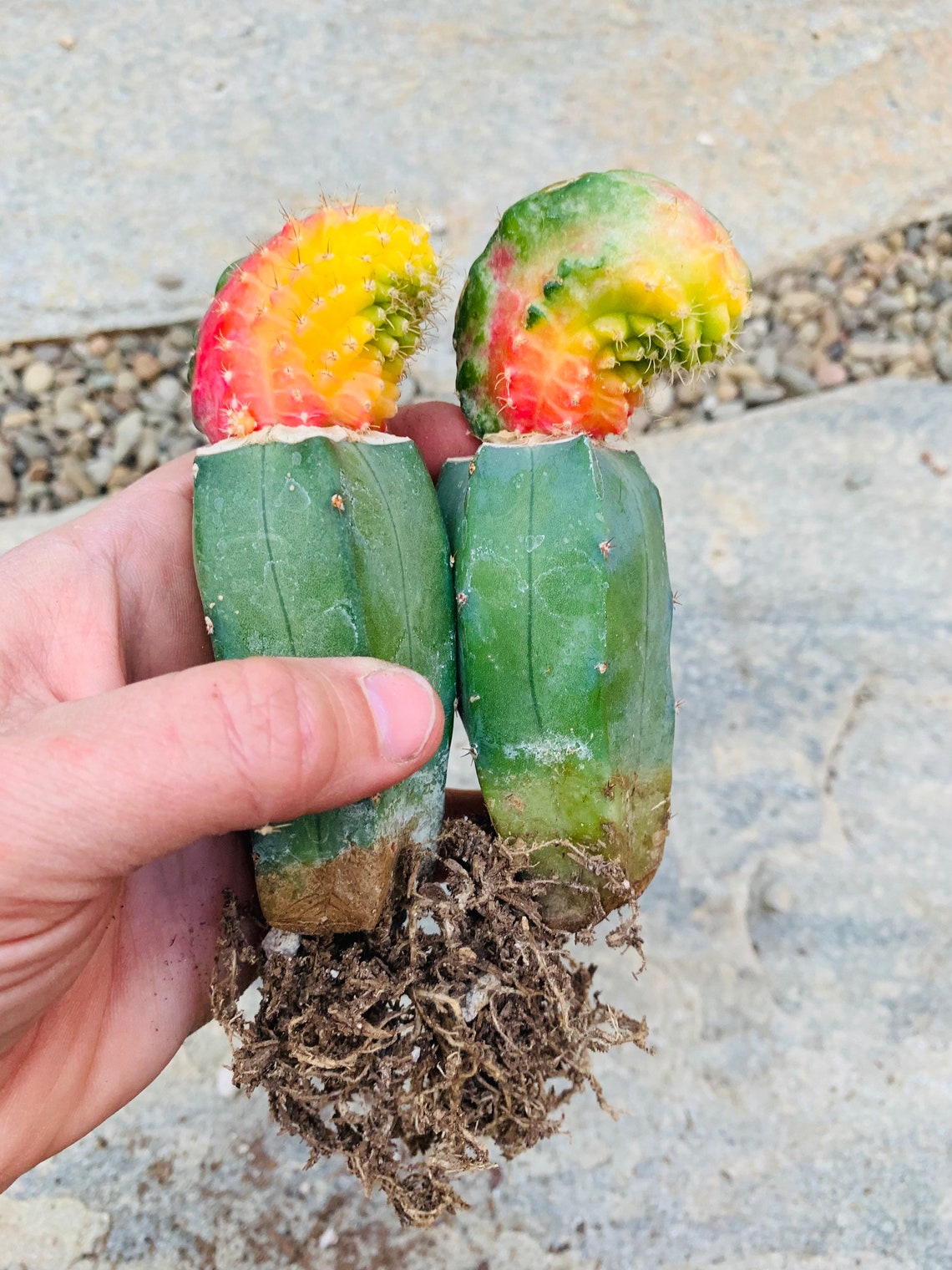 Hylocalycium Chimera Variegated Hylocereus Undatus - Etsy