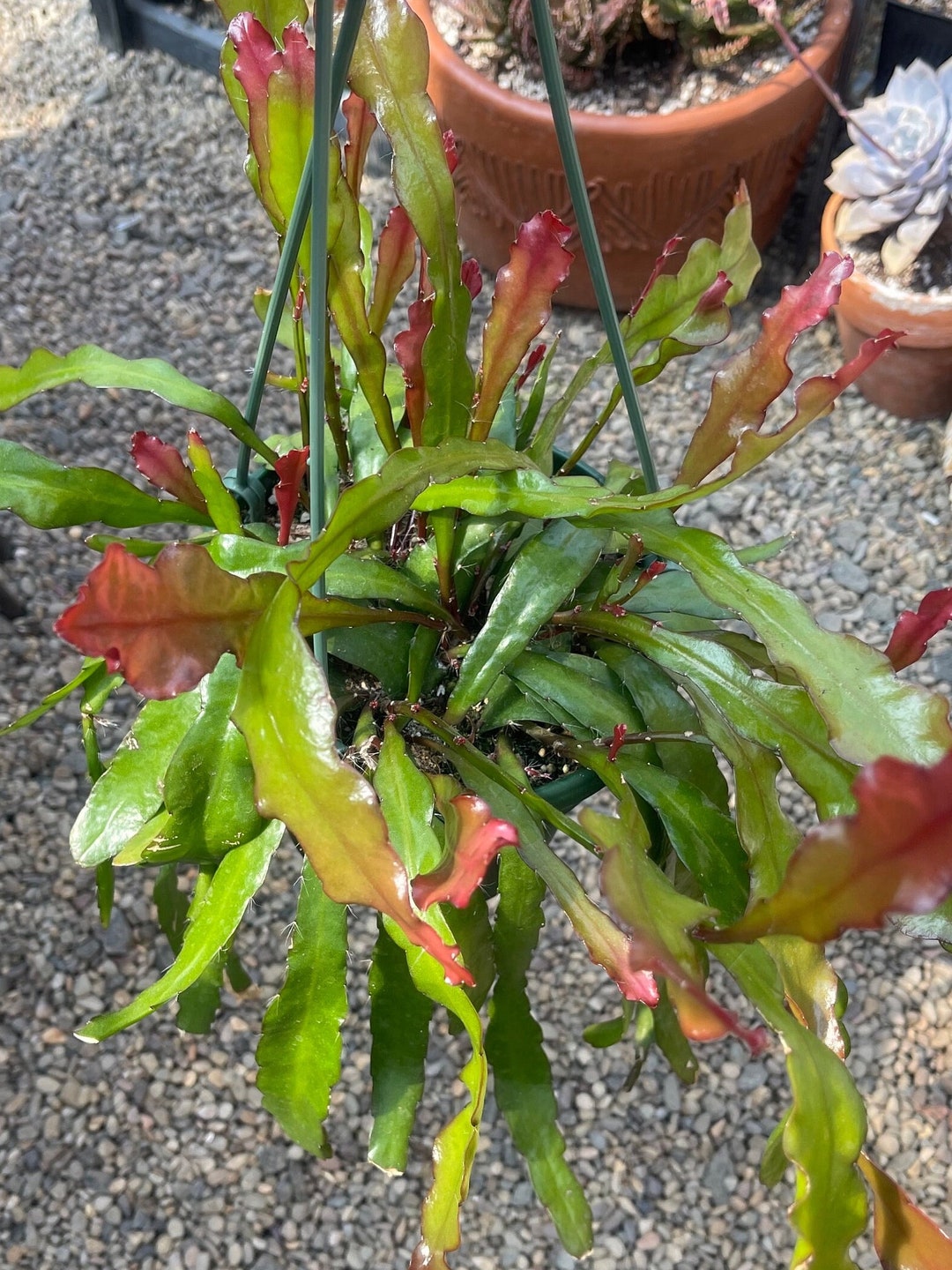Rhipsalis Cactus Fire, Beautiful Red and Green Succulents and Cuttings ...