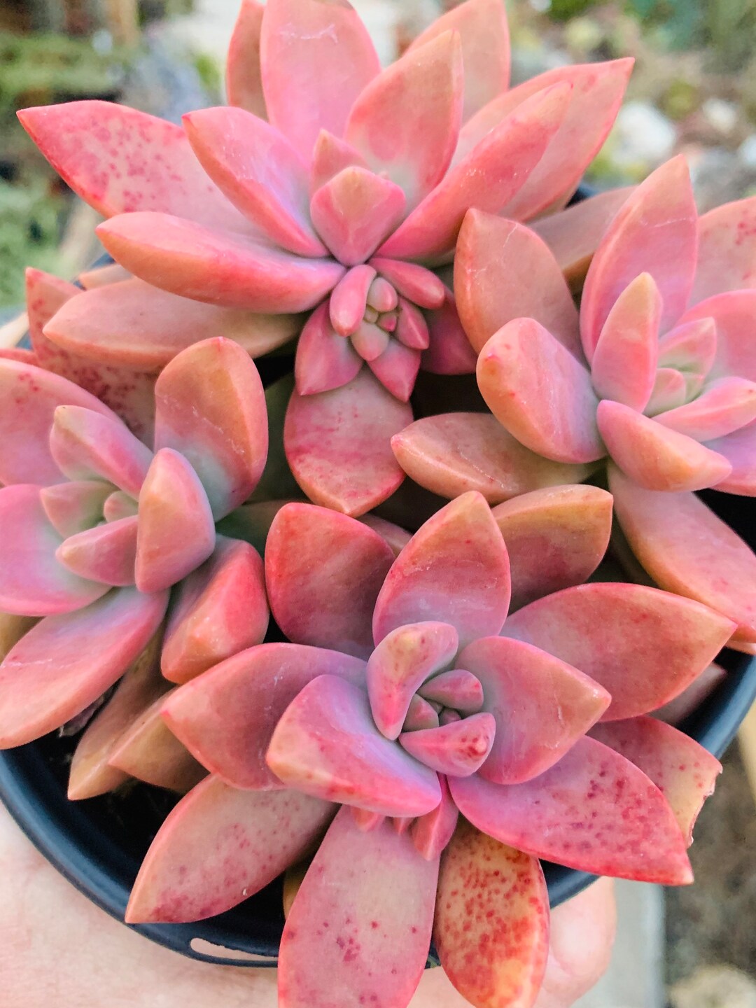 Graptosedum California Sunset, Beautiful Pink Chunky Succulents, 2 ...