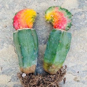 Hylocalycium Chimera, Variegated Hylocereus Undatus + Gymnocalycium ...