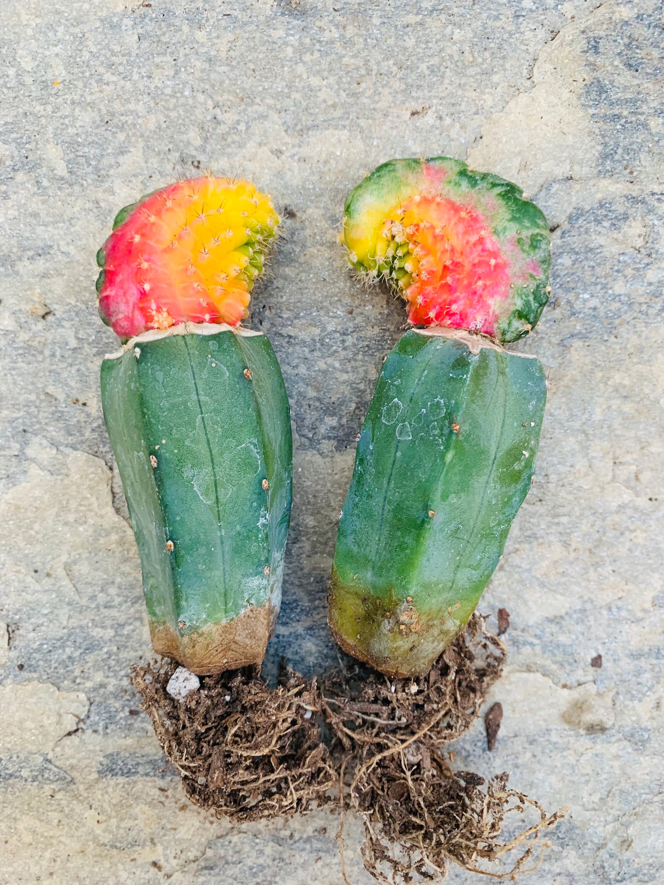 Hylocalycium Chimera Variegated Hylocereus Undatus - Etsy