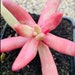 2 Anacampseros Sunrise, Pink Mesemb Succulents - Etsy