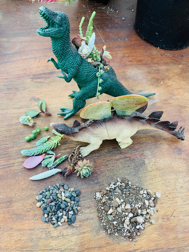 DIY Fun Succulent Dinosaur Kit - Etsy