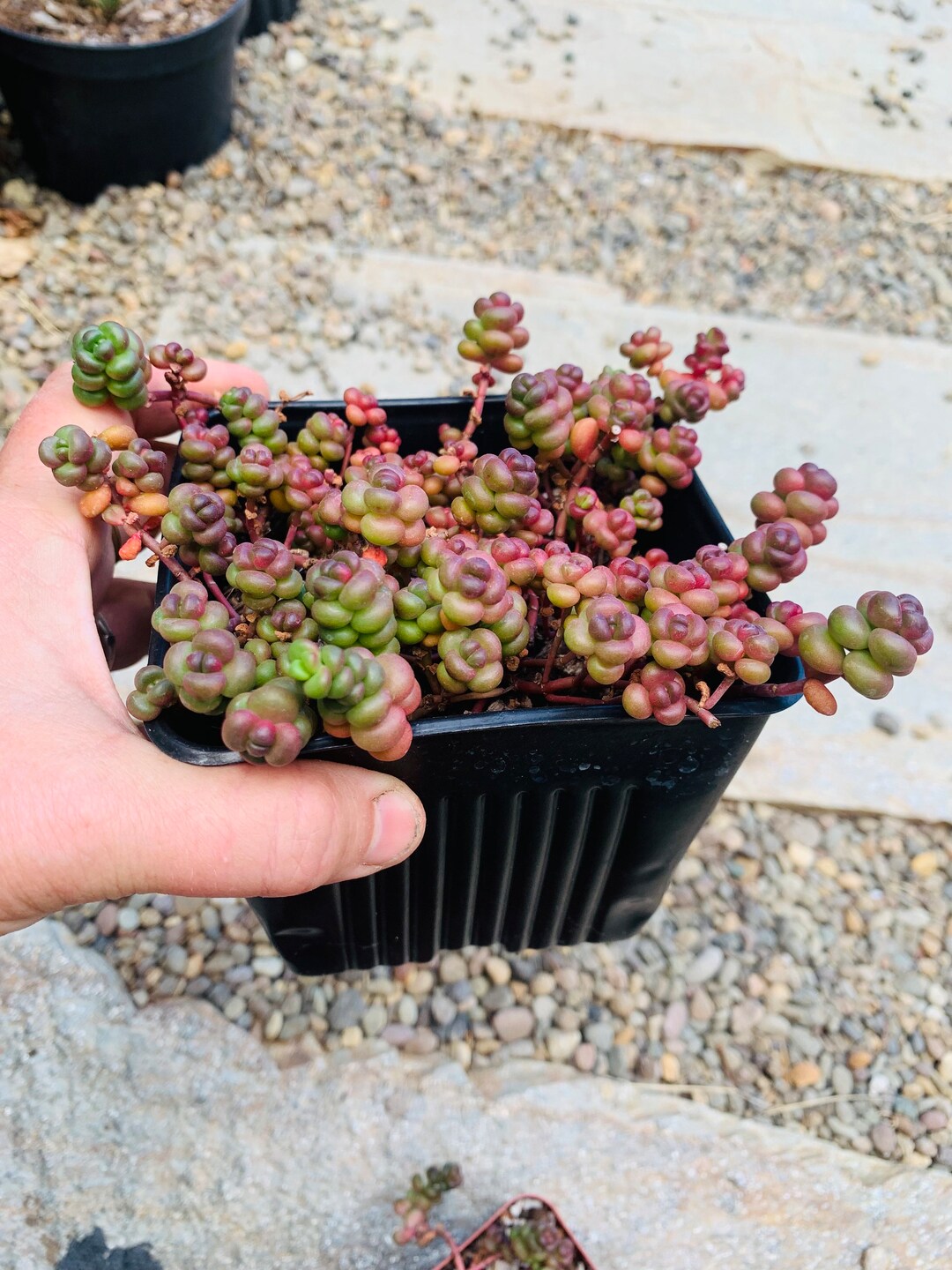 Old Man's Bones Stonecrop, Sedum Globosum, Hardy Succulents - Etsy