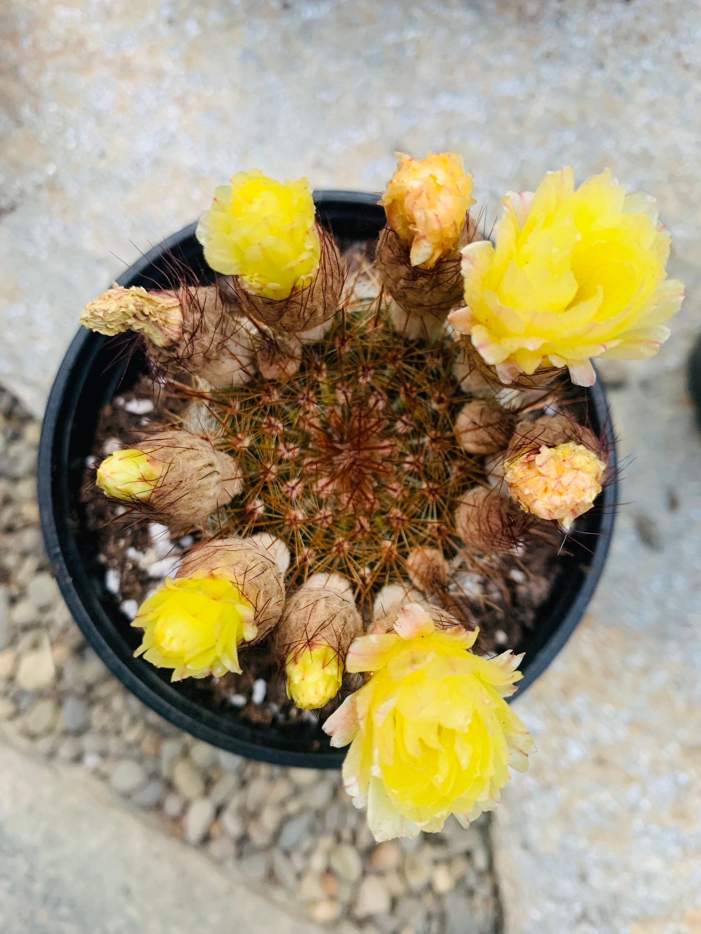 5 Notocactus Rutilans Beautiful Spherical Cactus - Etsy