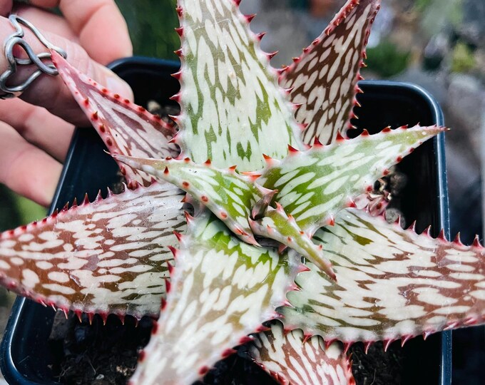 5” Queen Morona Aloe, Gorgeous Pink Succulent - Etsy