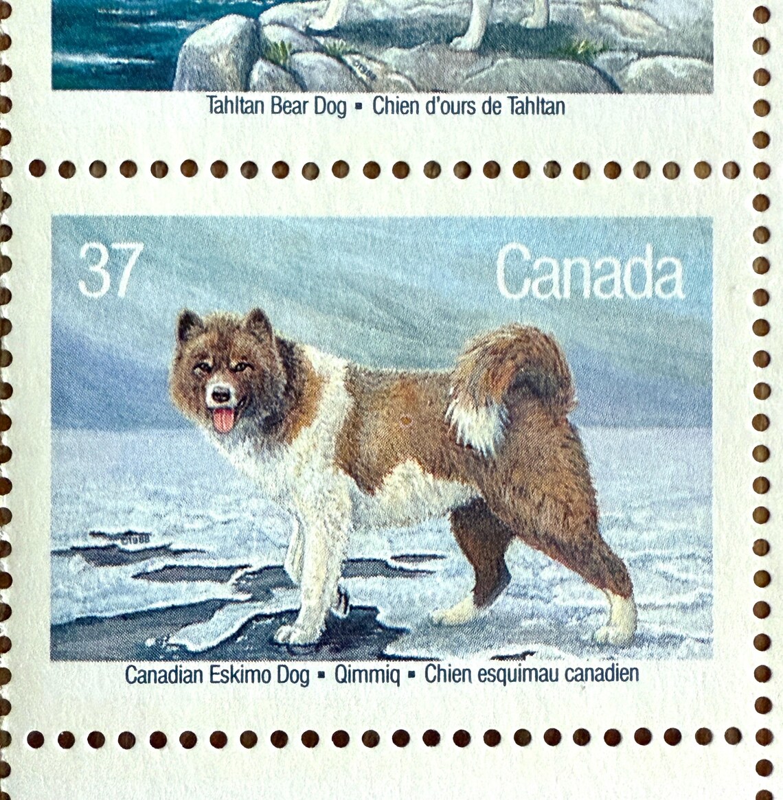 Dogs of Canada Thematic Stamp Sheet 1988 - Canada Post - Etsy