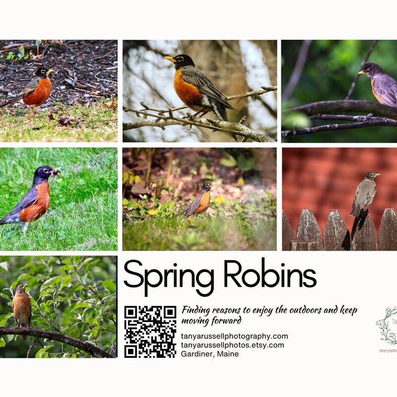 Photos Cards With Robins - Etsy