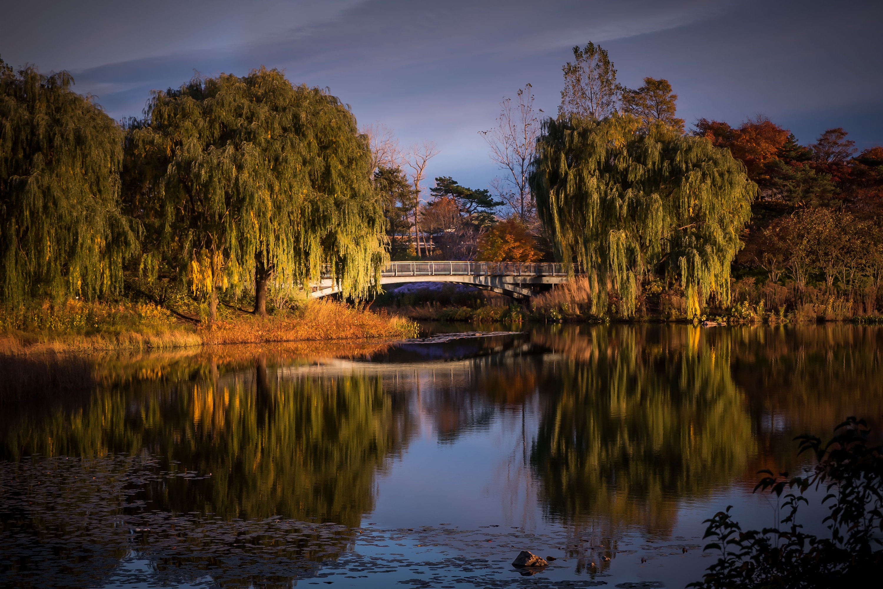 Chicago Botanic Garden Fall Foliage Reflecting Pond Wall Art - Etsy