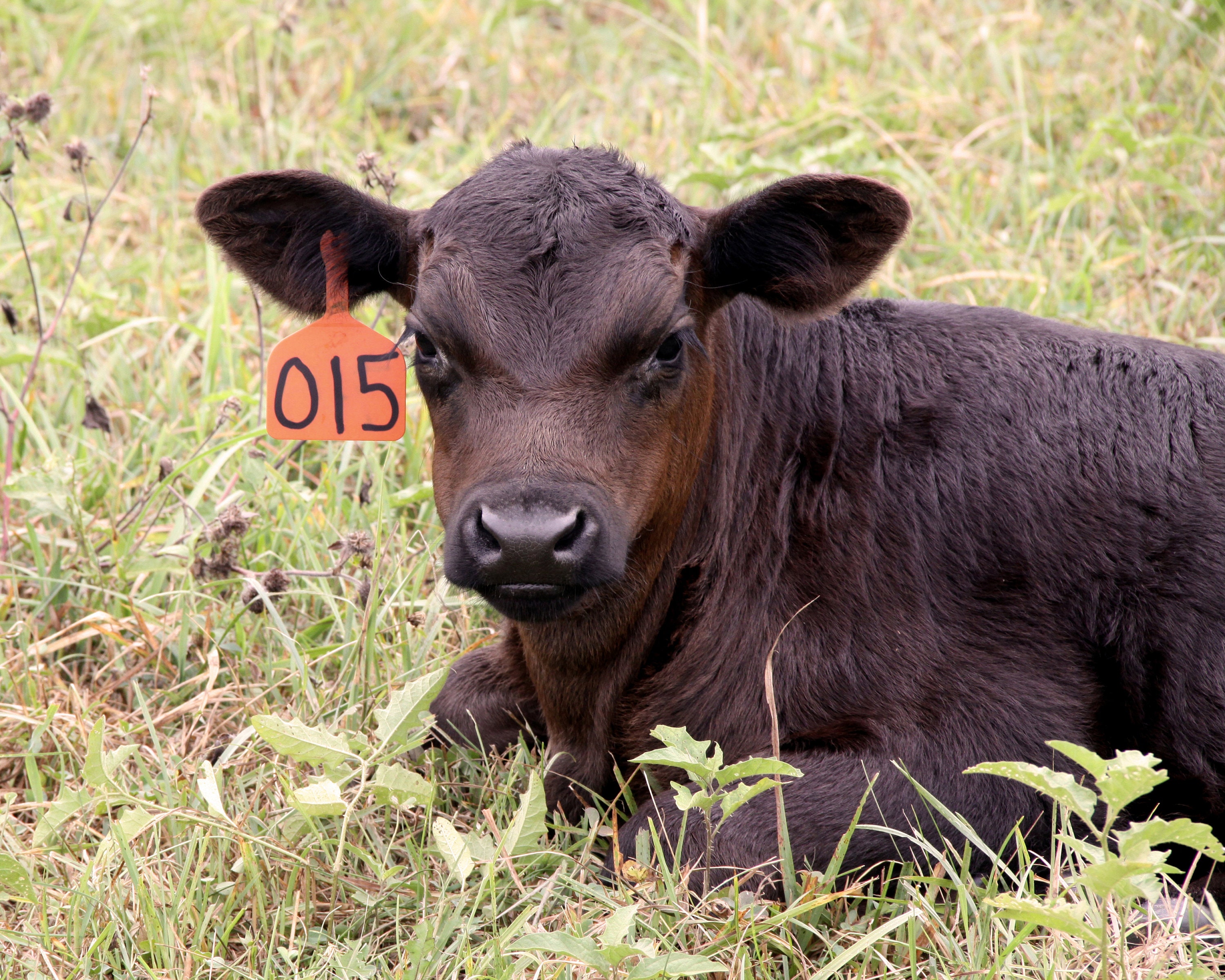 Black Angus Calf