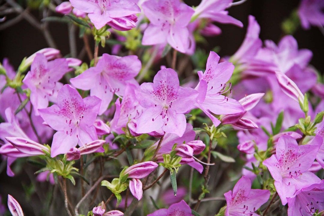 Azaleas Flower Picture, DIGITAL DOWNLOAD, Pink Flower Photograph - Etsy