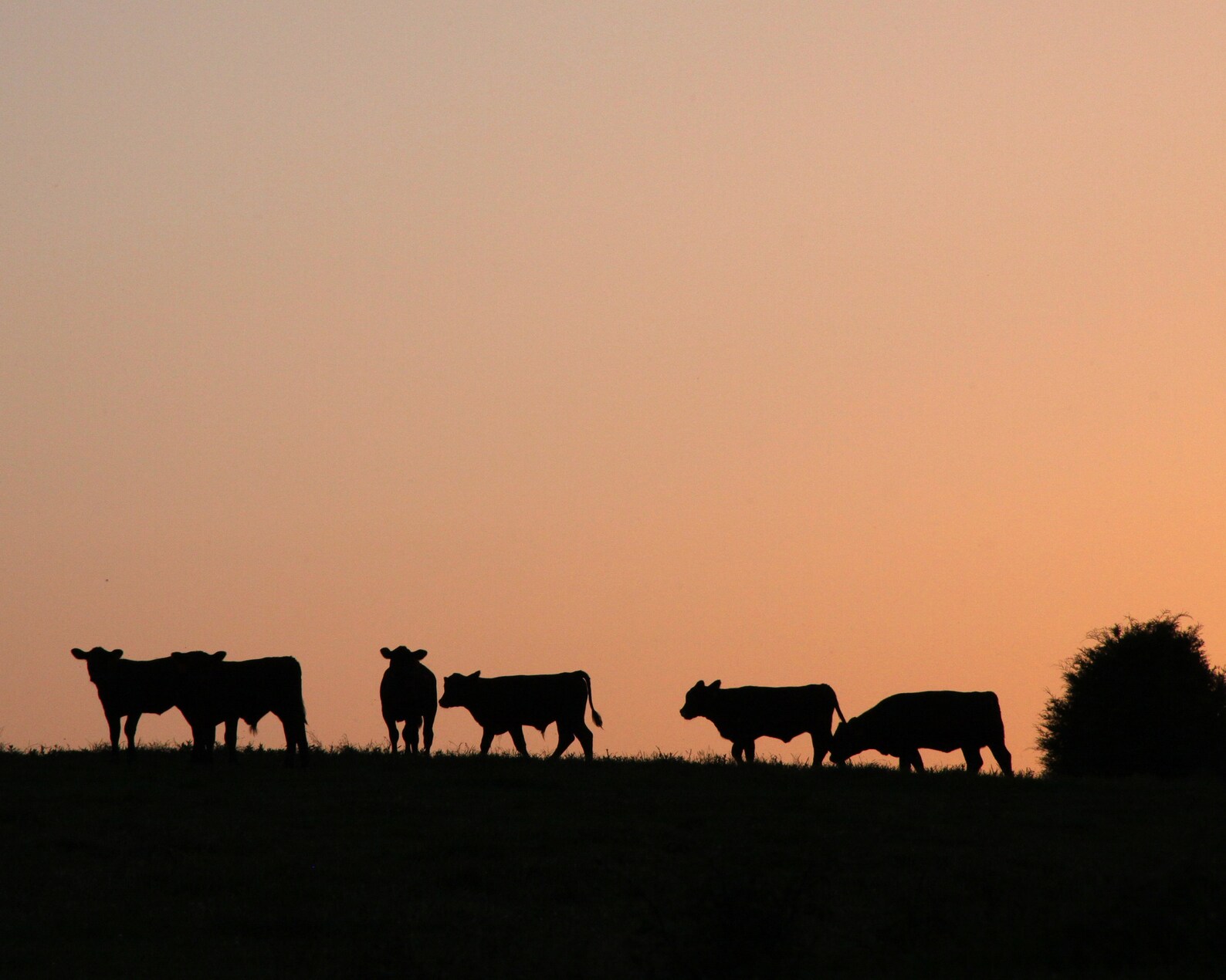 Black Angus Cow Photograph DIGITAL DOWNLOAD Orange Sunset - Etsy