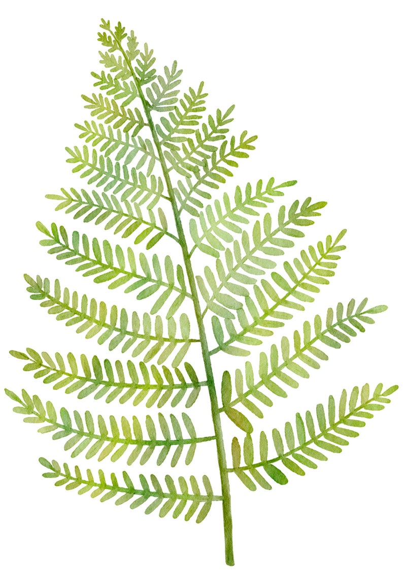 6 Green Fern Printable, Printable Ferns, Fern Illustration, Fern ...