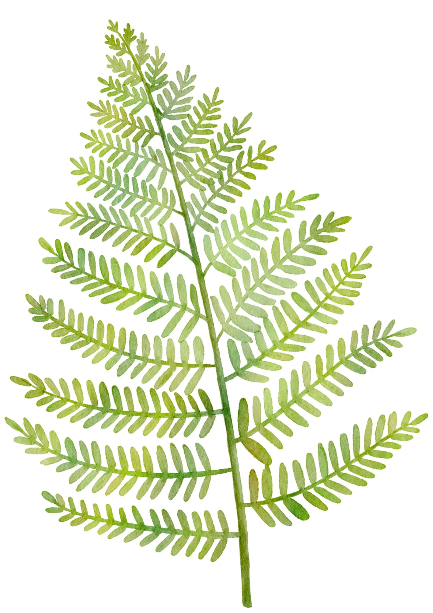 6 Green Fern Printable, Printable Ferns, Fern Illustration, Fern ...