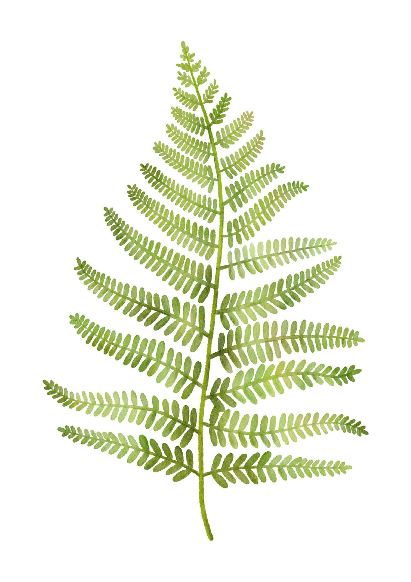 6 Green Fern Printable, Printable Ferns, Fern Illustration, Fern ...