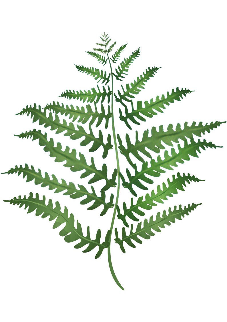 6 Green Fern Printable, Printable Ferns, Fern Illustration, Fern ...