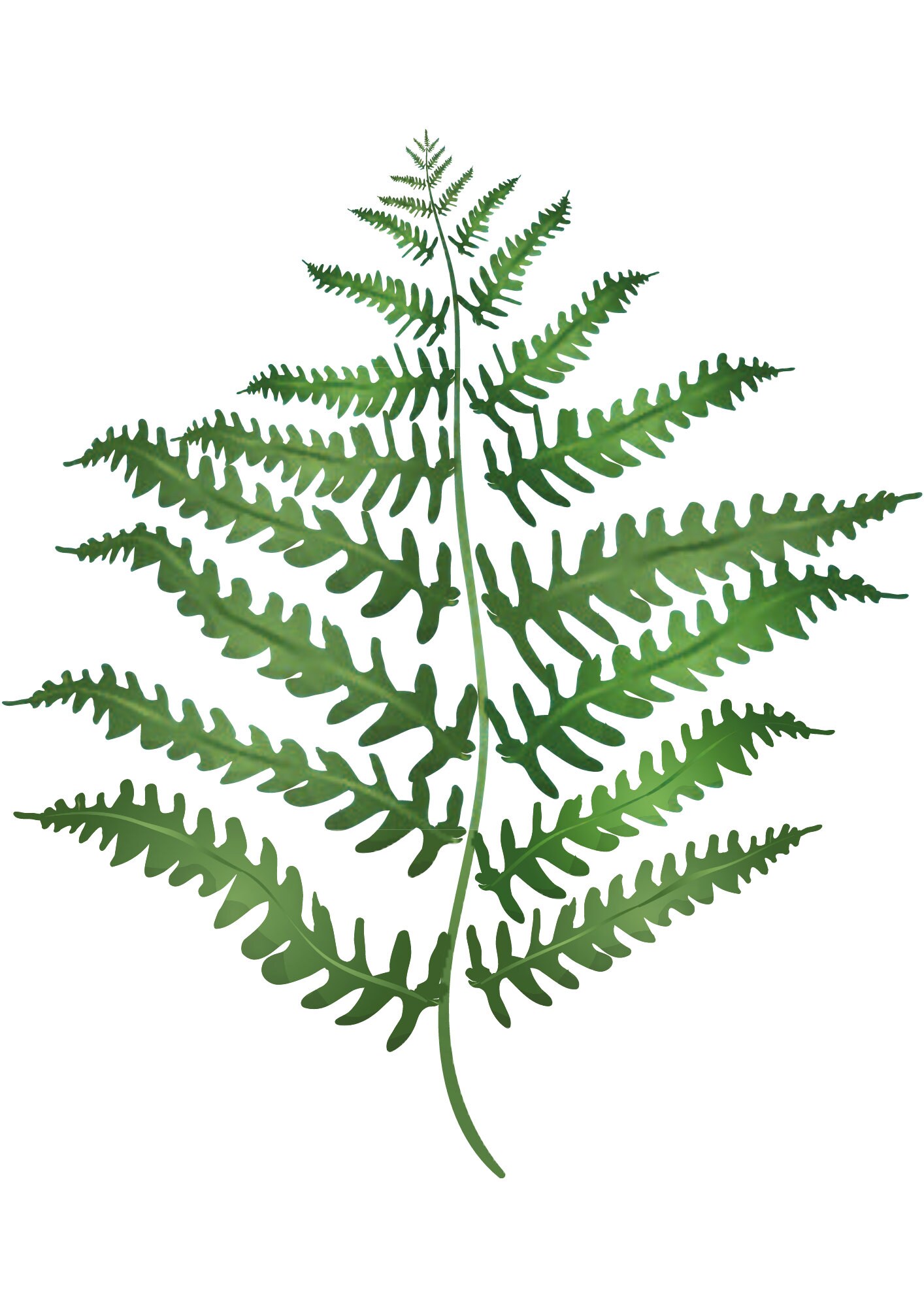 6 Green Fern Printable, Printable Ferns, Fern Illustration, Fern ...
