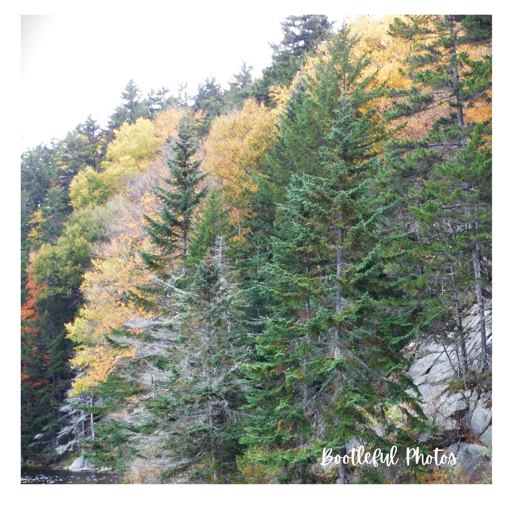 New Hampshire Trees - Etsy