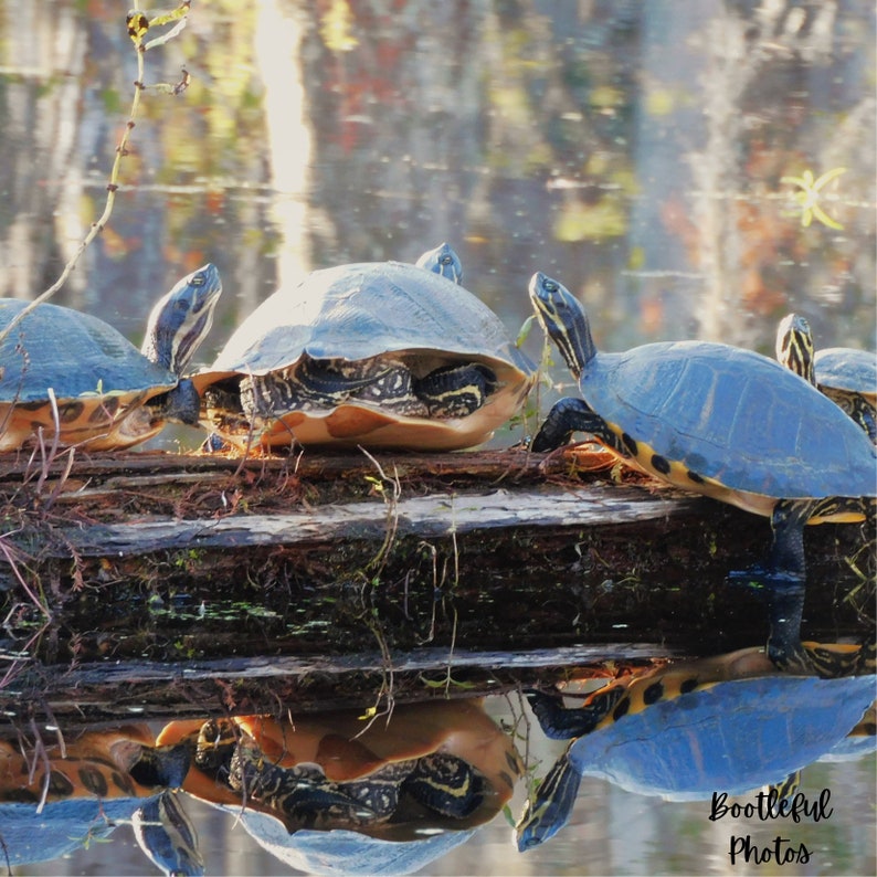 Turtles on a Log - Etsy