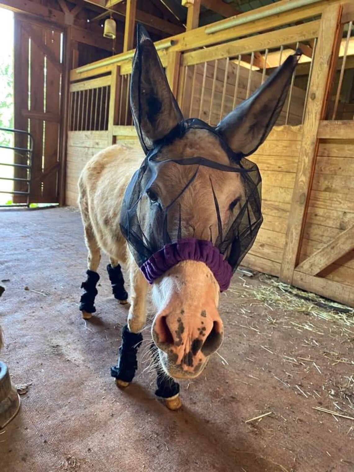 Mini Donkey Fly Mask - Etsy