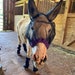 Mini Donkey Fly Mask - Etsy