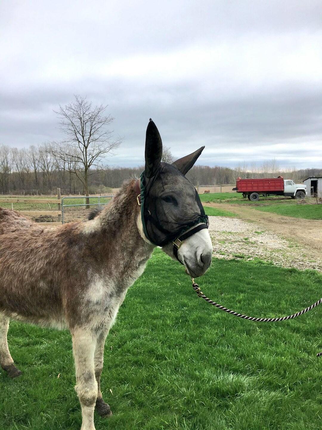 Small Standard Donkey (larger Than a Mini Donkey) - Etsy